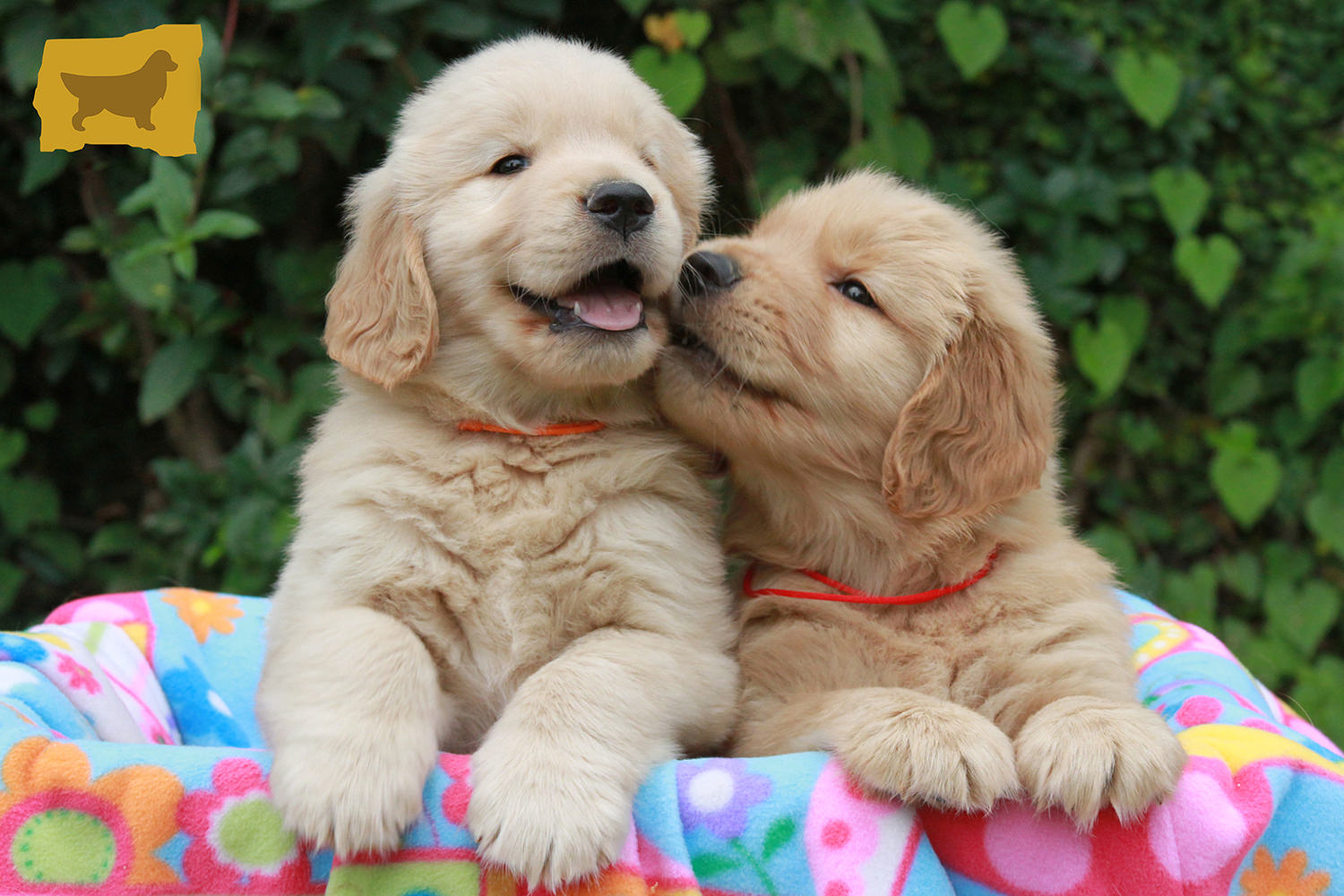 Garnev Golden Retriever | Criamos con amor y responsabilidad los ...